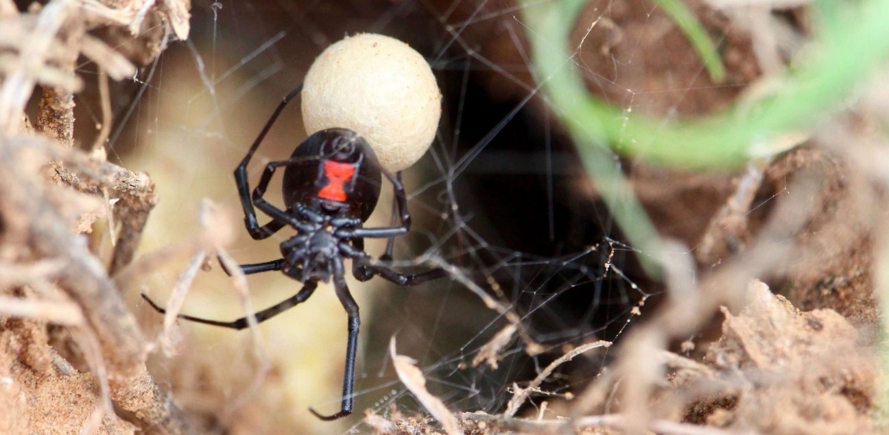 Advertencia: la ingeniera Dora Carmona dio detalles y característica de ...