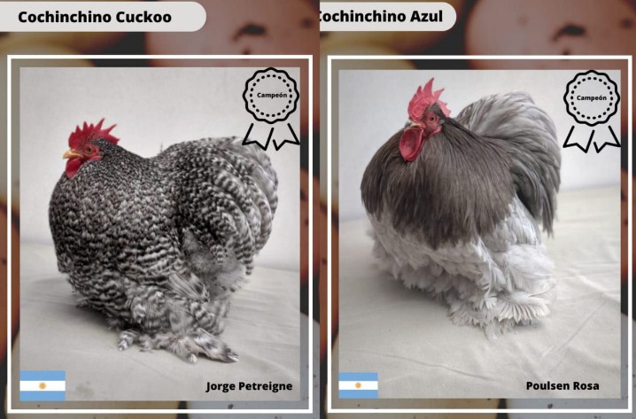 Dos aves de los criadores Rosa Poulsen y Jorge Petreigne fueron ...