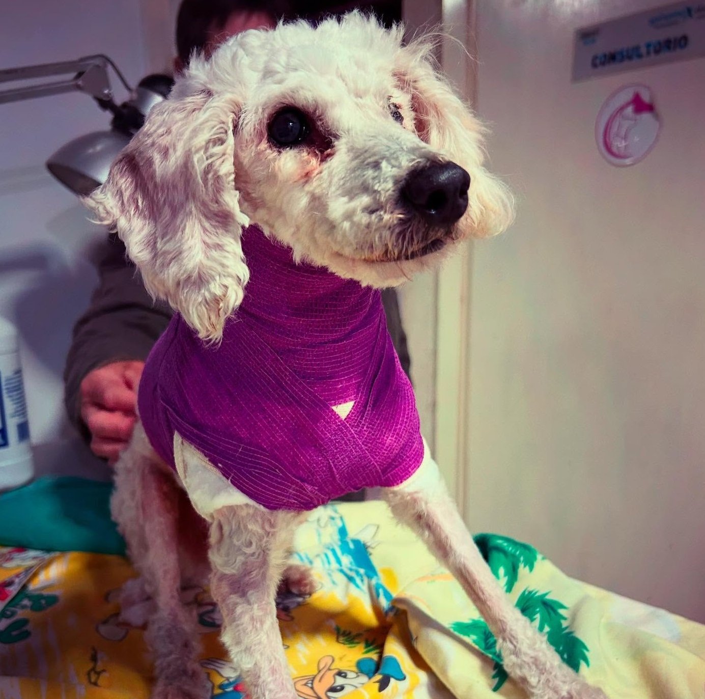 Emotiva recuperación de “Beby”, el perrito caniche abandonado dentro de ...